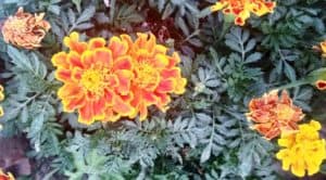 When do marigolds bloom-Time and Temperature? - Garden Bagan