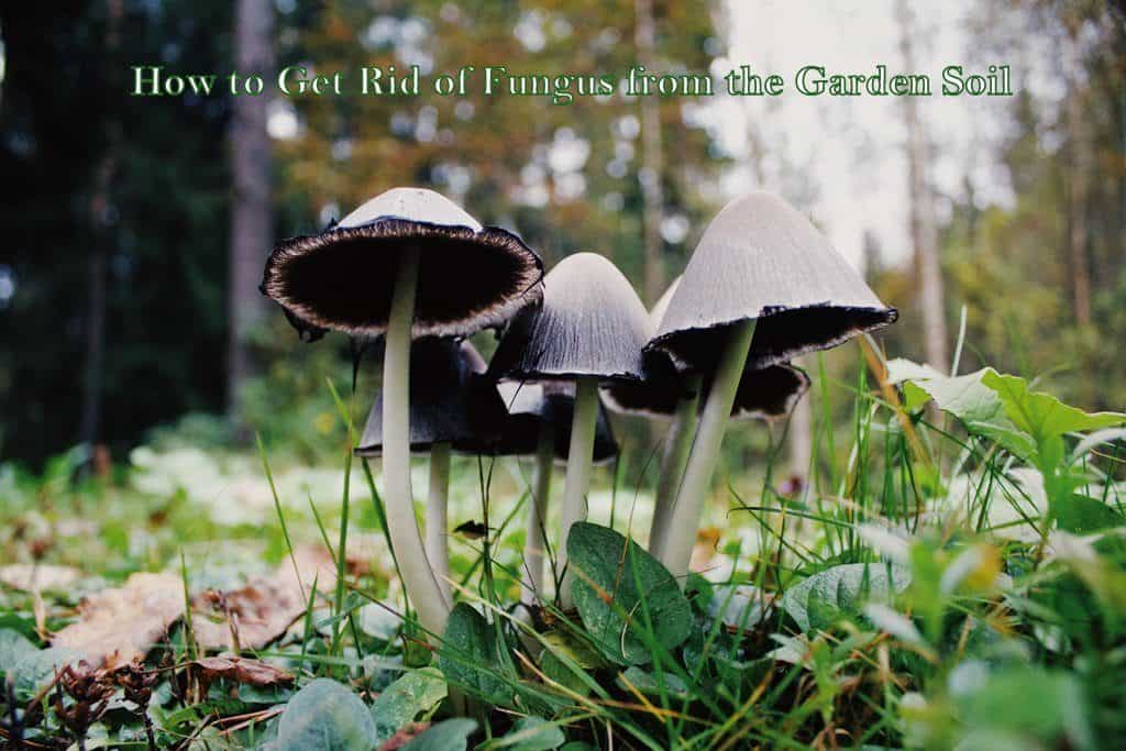 How do you get rid of fungus in the garden soil? - Garden Bagan