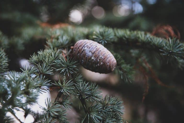 10 cone bearing plants- with images - Garden Bagan