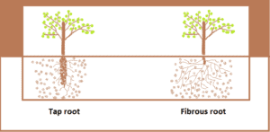 100 Plants with Taproots- Know the Root System(-updated) - Garden Bagan