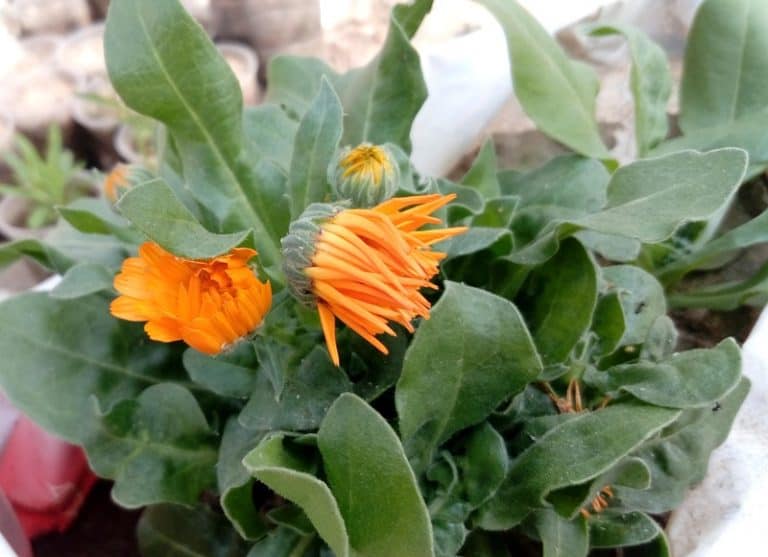 Calendula Officinalis: How to grow, care & harvest calendula? - Garden ...