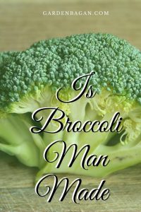 Is Broccoli Man-Made or Genetically Modified Food? - Garden Bagan