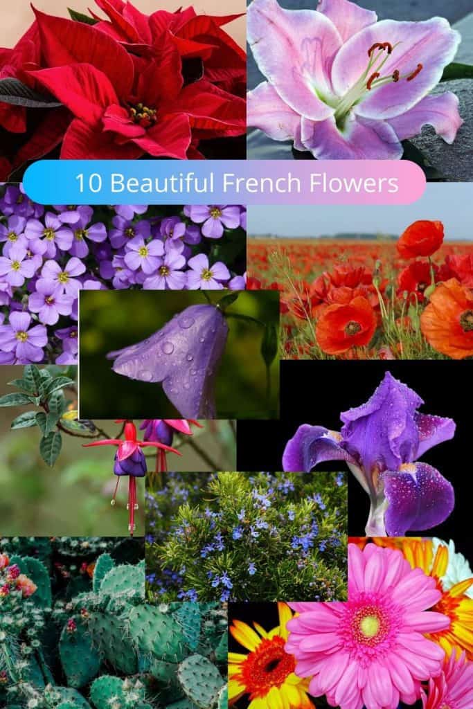 10 Beautiful French Flowers, You should try growing - Garden Bagan