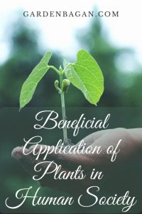 10 Beneficial Application of Plants in Human Society - Garden Bagan