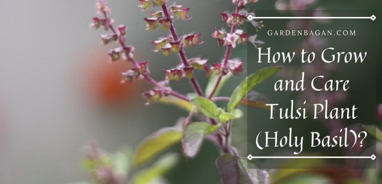 How to Grow and Care Tulsi Plant (Holy Basil)? - Garden Bagan