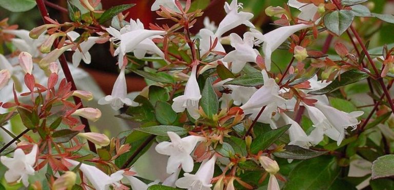 How to Grow Abelia Plant? Propagating Abelia Plants - Garden Bagan