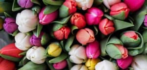 Tulip Temperature Requirements: Everything to Know - Garden Bagan