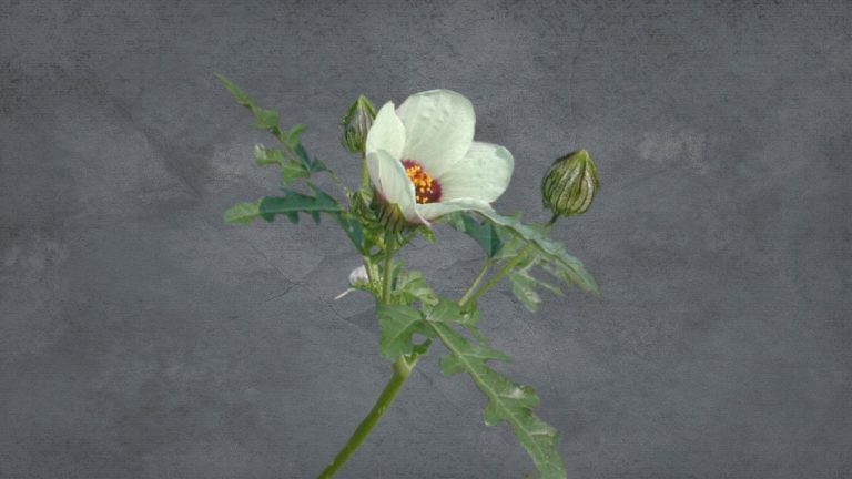 How to Grow Flower of an Hour: Hibiscus Trionum - Garden Bagan