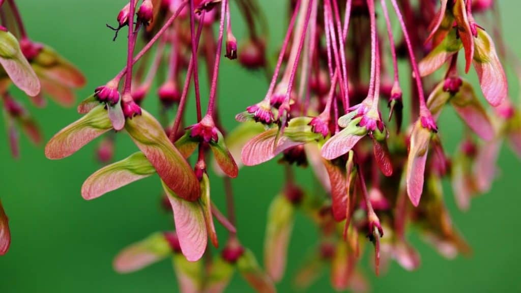 What Kind of Tree make Helicopter Seeds - Garden Bagan
