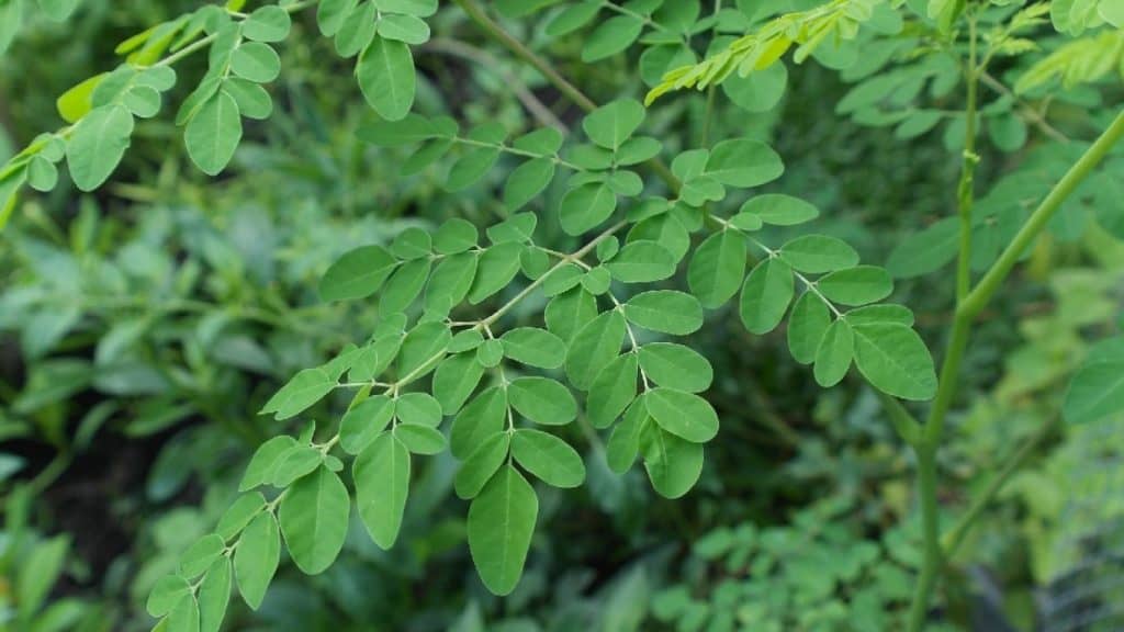 Pests and Diseases of Moringa Plants: A quick Guide - Garden Bagan