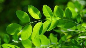Pests and Diseases of Moringa Plants: A quick Guide - Garden Bagan